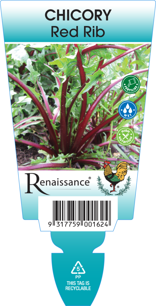 Chicory Red Rib – Renaissance Herbs