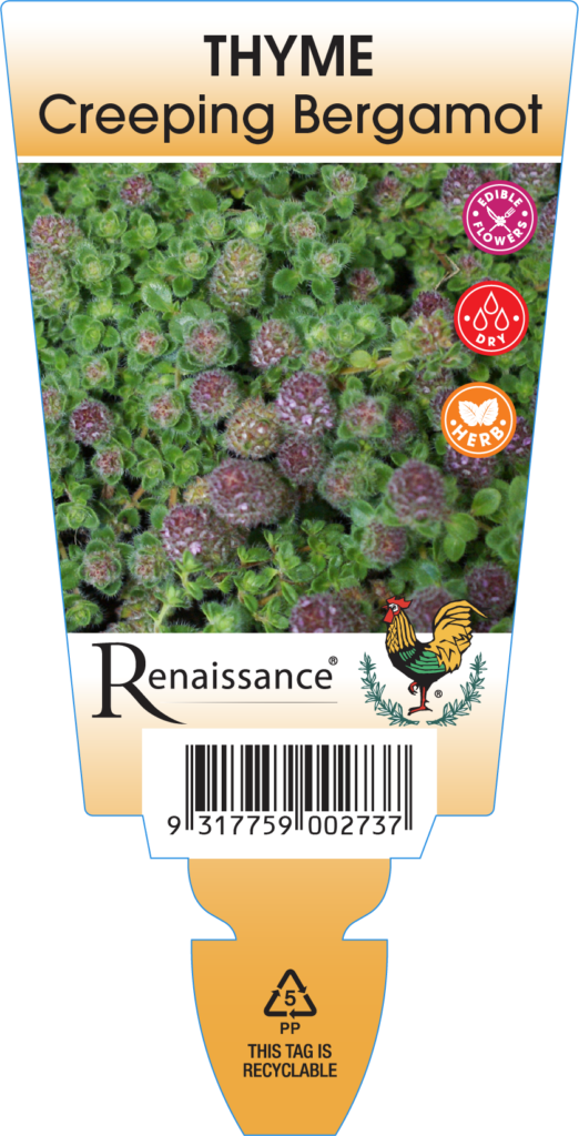 Thyme Creeping Bergamot – Renaissance Herbs