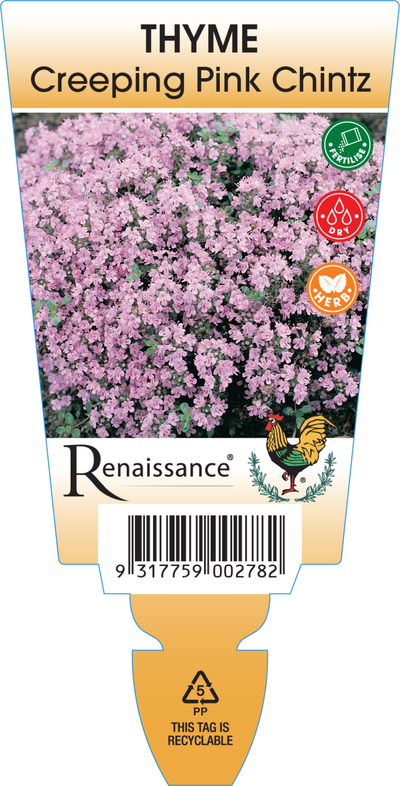 Thyme Creeping ‘Pink Chintz’ – Renaissance Herbs