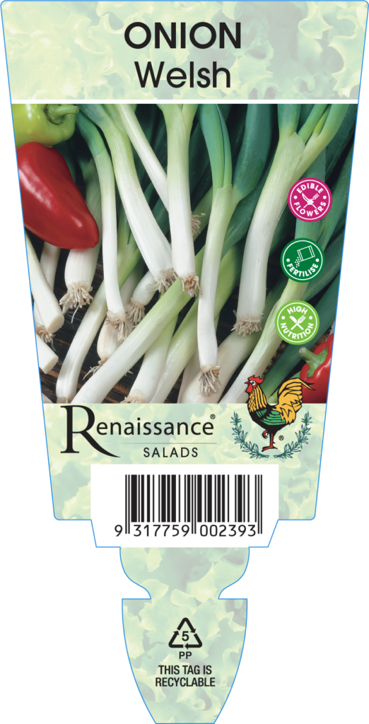 Onion Welsh – Renaissance Herbs