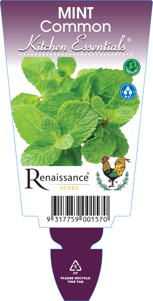 Mint Common – Renaissance Herbs