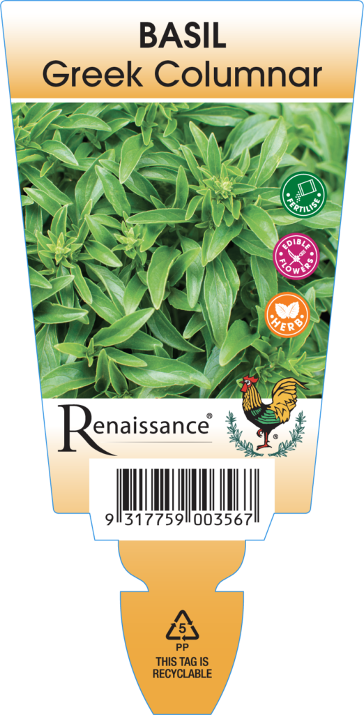 Basil Greek Columnar – Renaissance Herbs