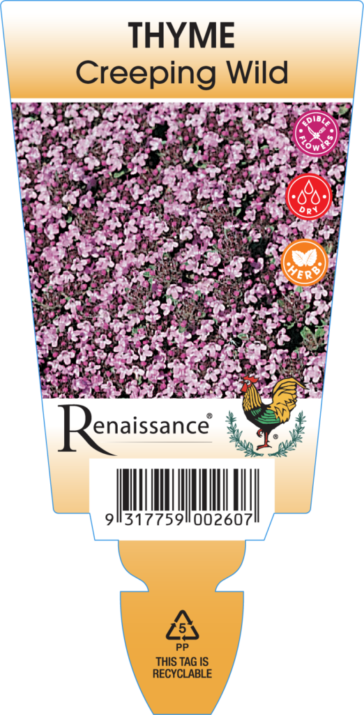 Thyme Creeping Wild – Renaissance Herbs