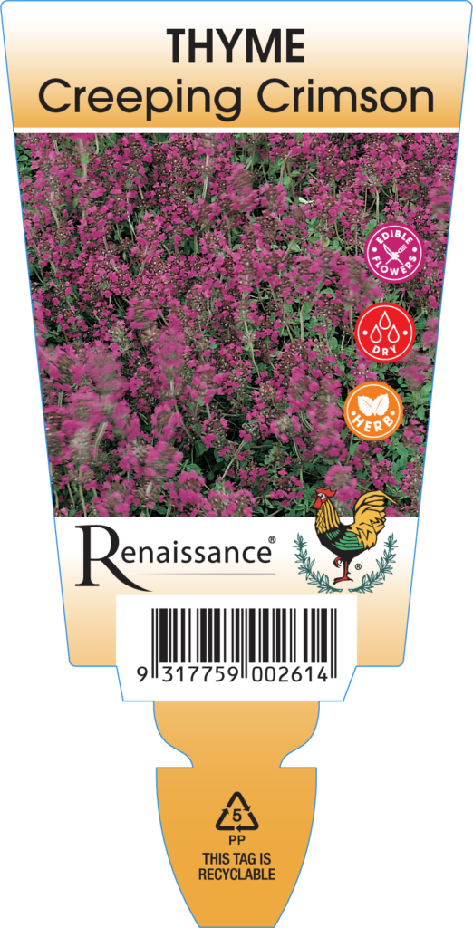 Thyme Creeping Crimson – Renaissance Herbs
