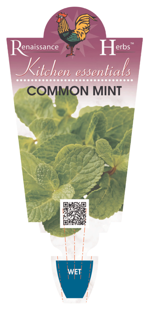 Mint Common – Renaissance Herbs