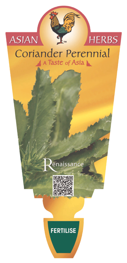 Coriander Perennial – Renaissance Herbs