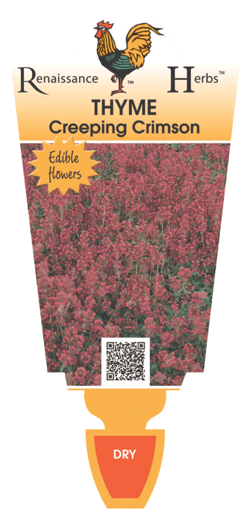 Thyme Creeping Crimson – Renaissance Herbs