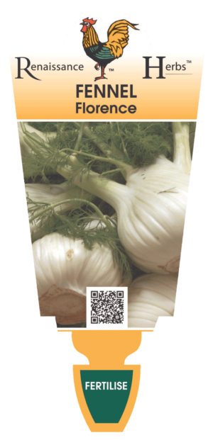 Fennel Seeds Organic Fennel Florence Seeds - For Crisp, Sweet Aniseed ...