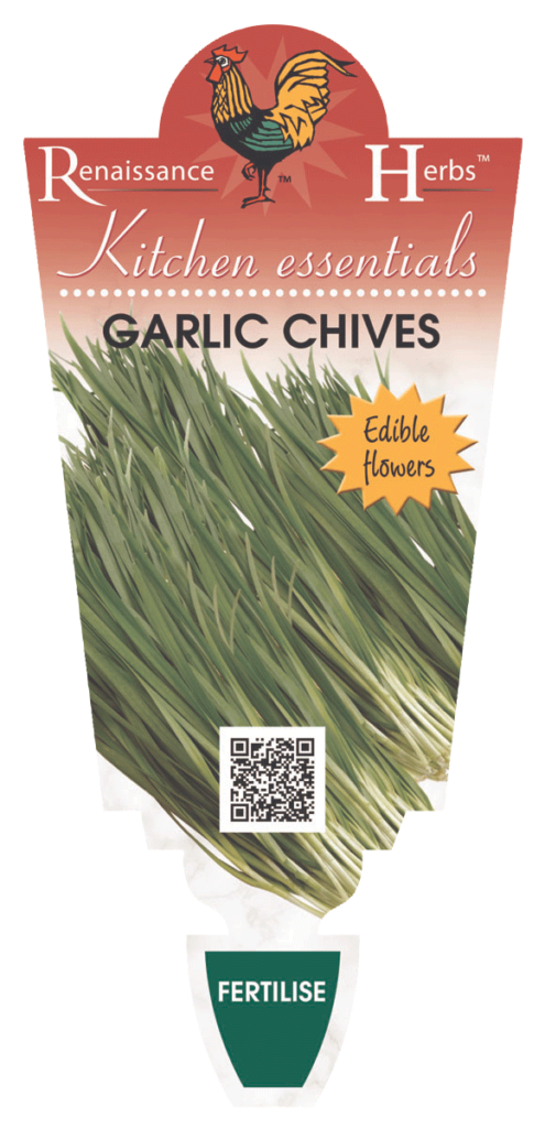 Chives Garlic – Renaissance Herbs