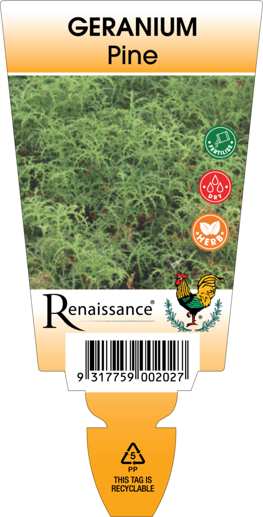 Geranium Pine – Renaissance Herbs