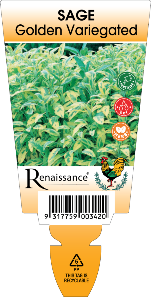 Sage Golden Variegated – Renaissance Herbs