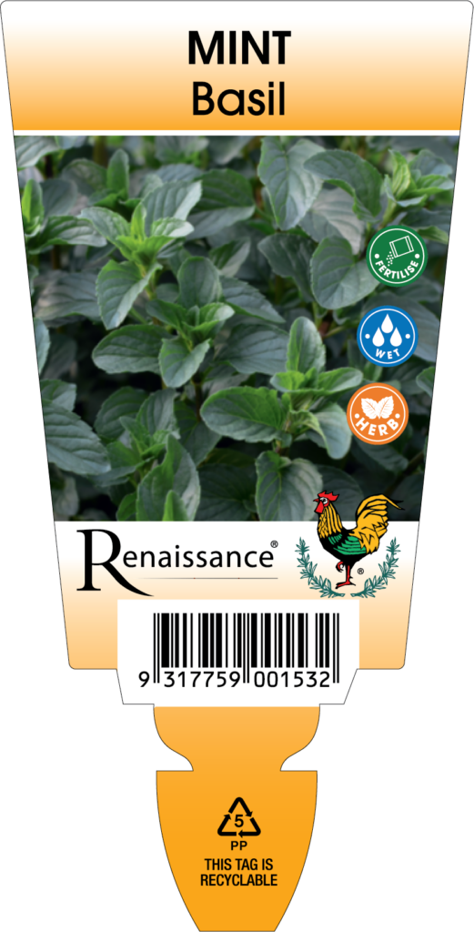 Mint Basil – Renaissance Herbs