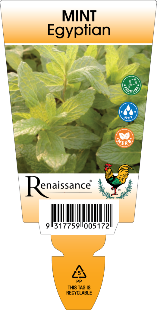 Mint Egyptian – Renaissance Herbs