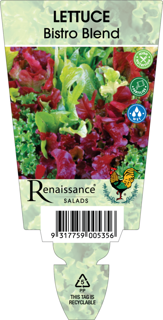 Lettuce Bistro Blend – Renaissance Herbs