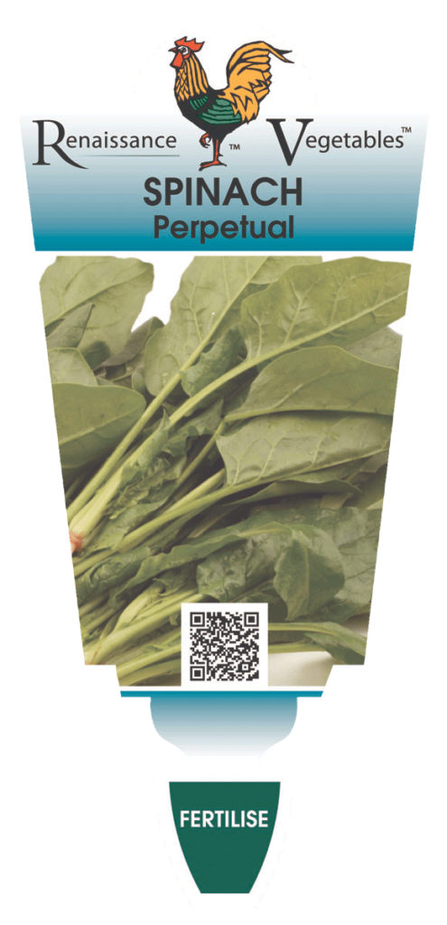 Spinach Perpetual – Renaissance Herbs
