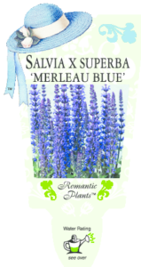 Salvia x superba ‘Merleau Blue’ – Renaissance Herbs