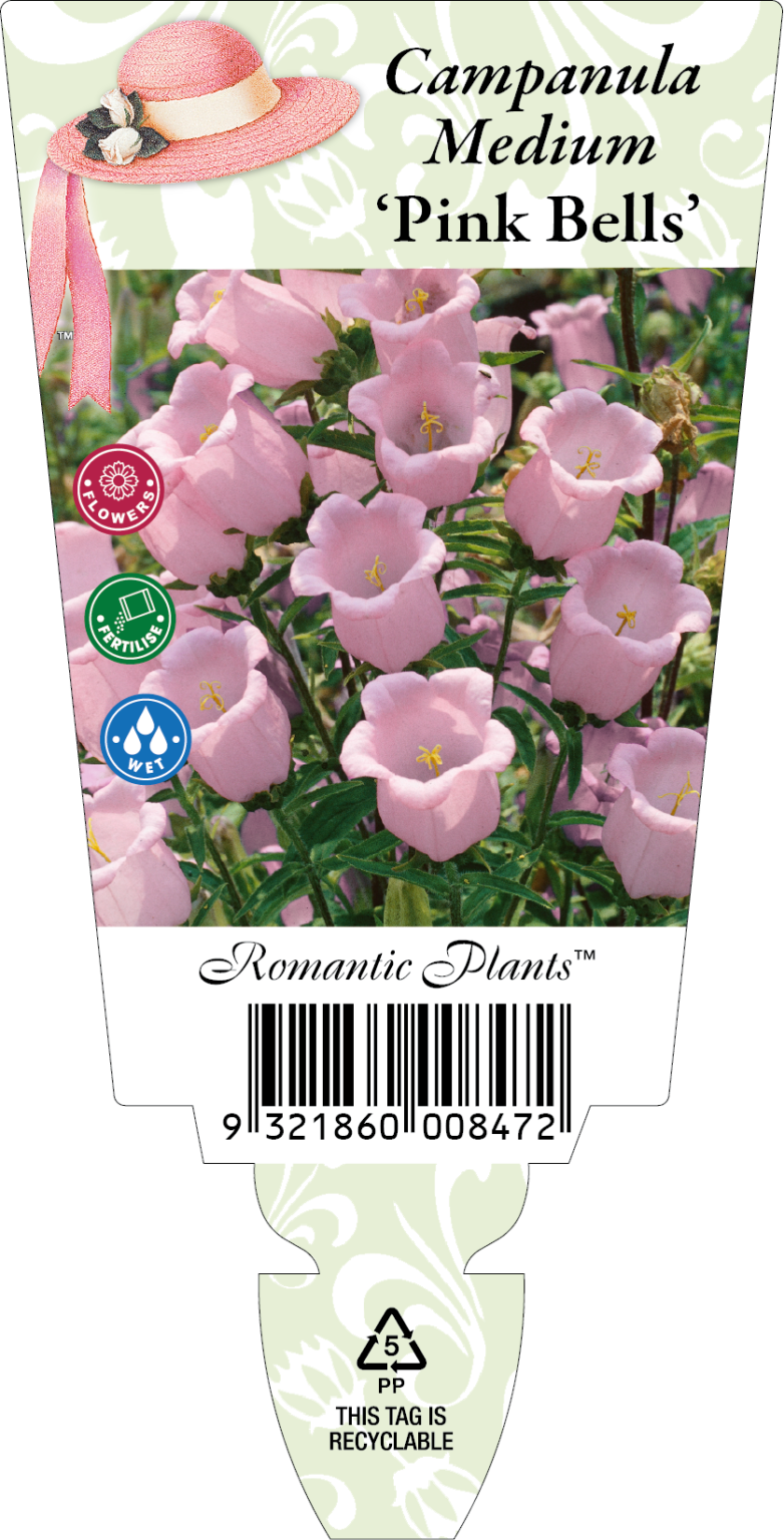 Campanula medium ‘Pink Bells’ Canterbury Bells – Renaissance Herbs