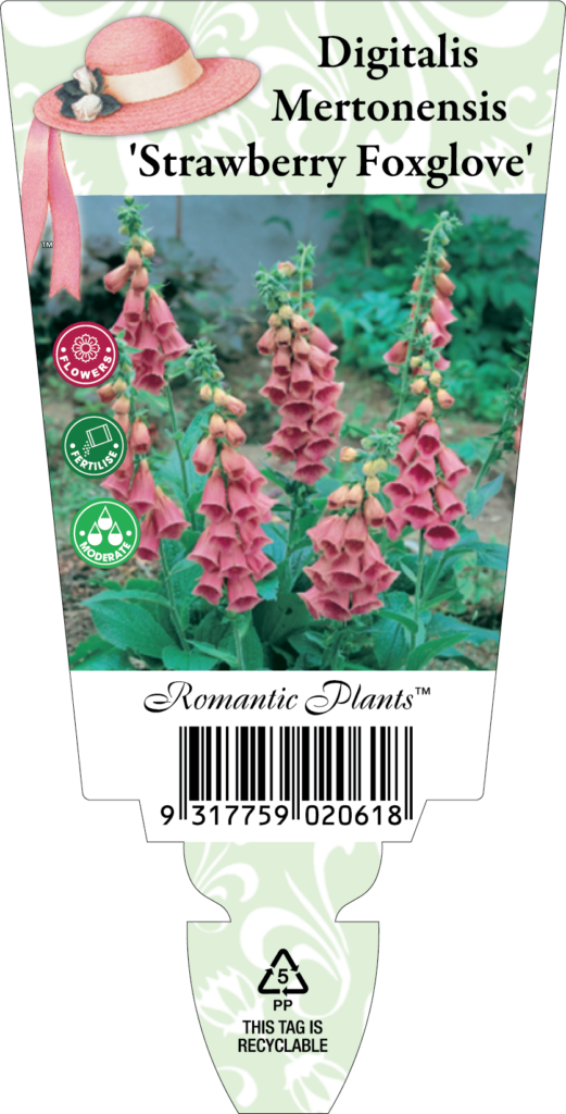 Digitalis mertonensis Strawberry Foxglove – Renaissance Herbs