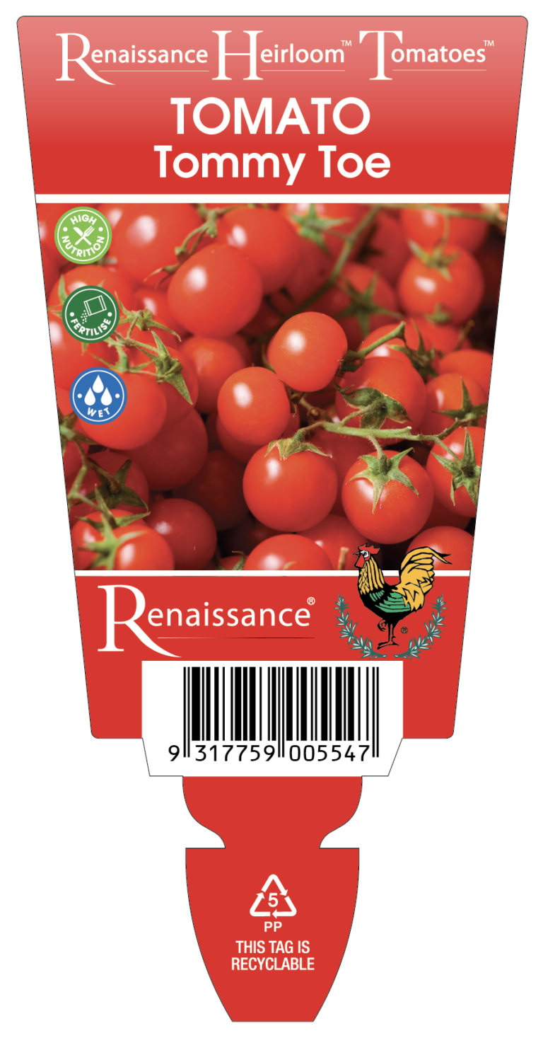 Tomato Tommy Toe -Heirloom – Renaissance Herbs
