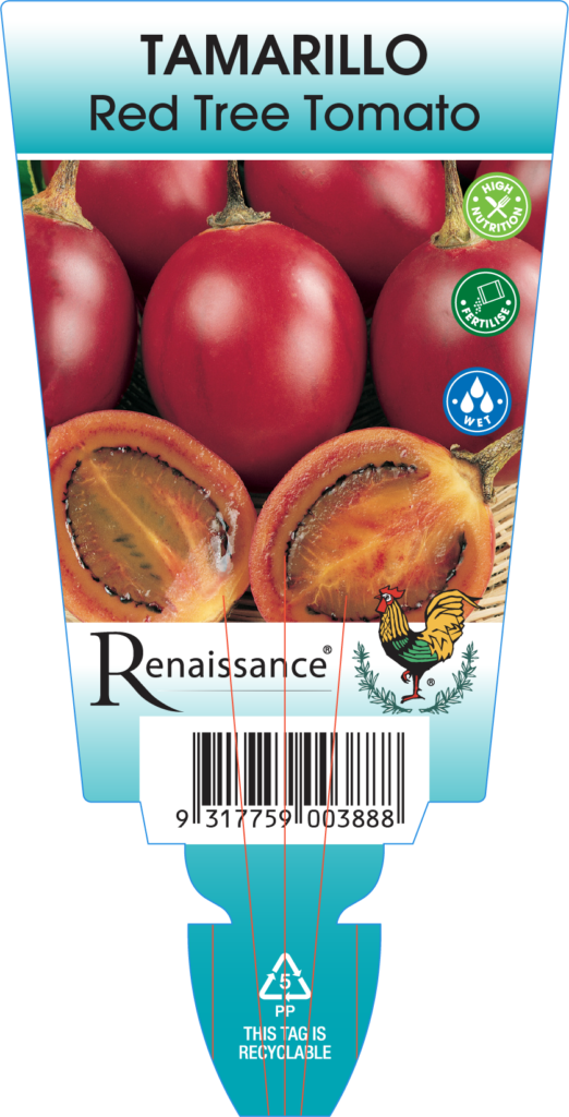 Tamarillo Red Tree Tomato – Renaissance Herbs