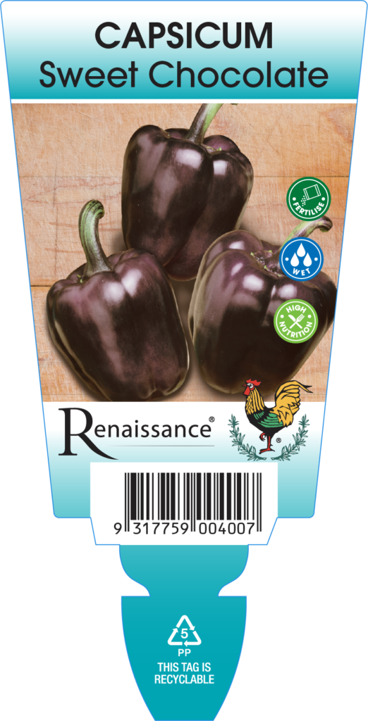 Capsicum Sweet Chocolate Pepper – Renaissance Herbs
