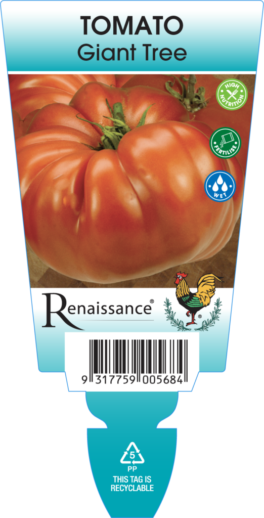 Tomato Giant Tree – Renaissance Herbs