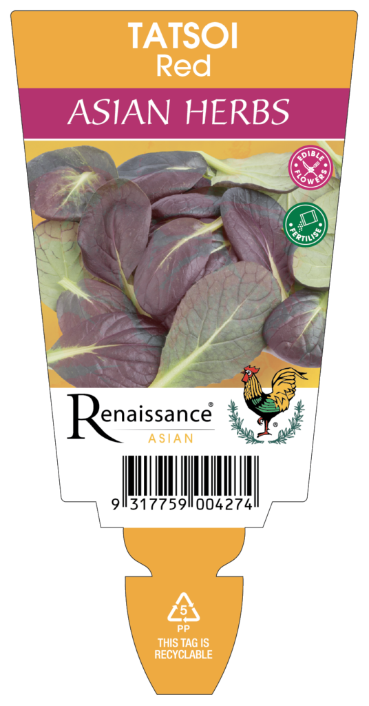 Red Tatsoi – Renaissance Herbs