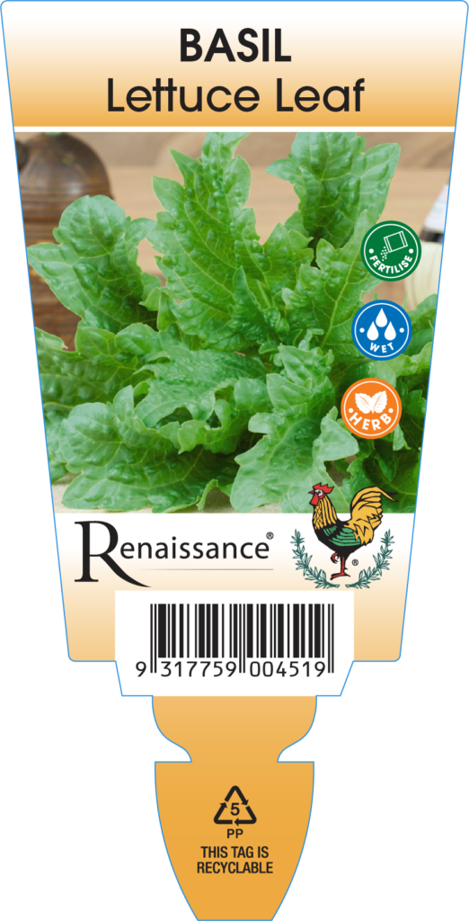 Basil Lettuce Leaf – Renaissance Herbs