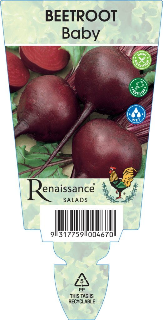 Beetroot Baby – Renaissance Herbs