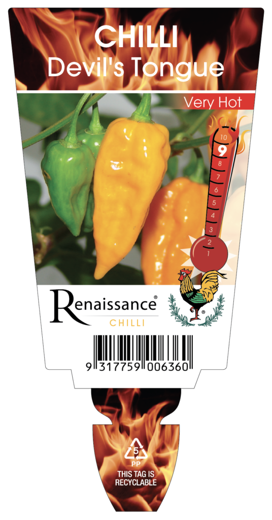 Chilli Devil’s Tongue – Renaissance Herbs