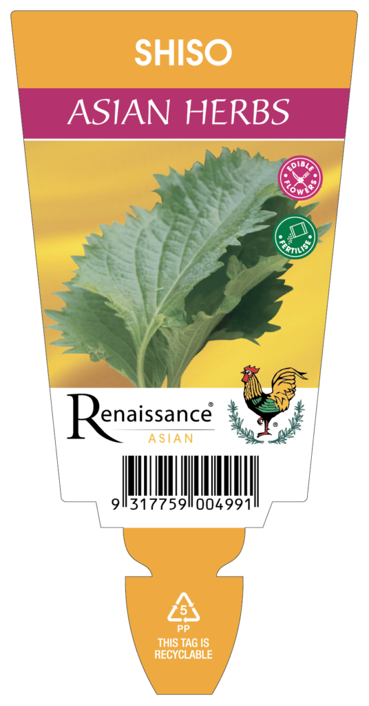Shiso, Chinese Basil, Perilla Mint – Renaissance Herbs