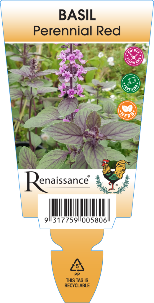 Basil Perennial Red – Renaissance Herbs