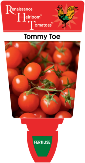 Tomato Tommy Toe -Heirloom – Renaissance Herbs