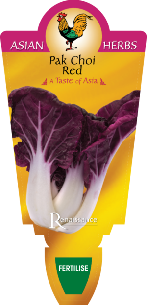Red Pak Choi, Red Chinese Cabbage – Renaissance Herbs
