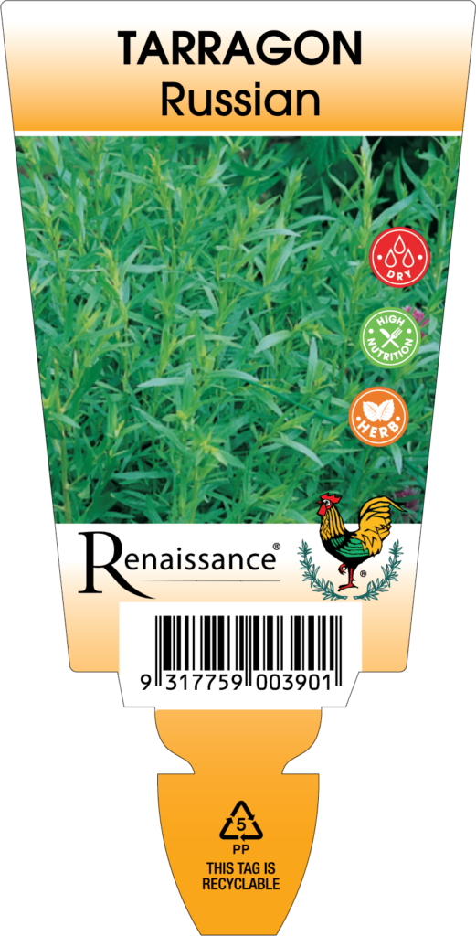Russian Tarragon – Renaissance Herbs