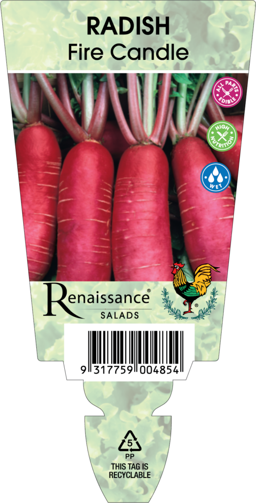 Radish Fire Candle – Renaissance Herbs