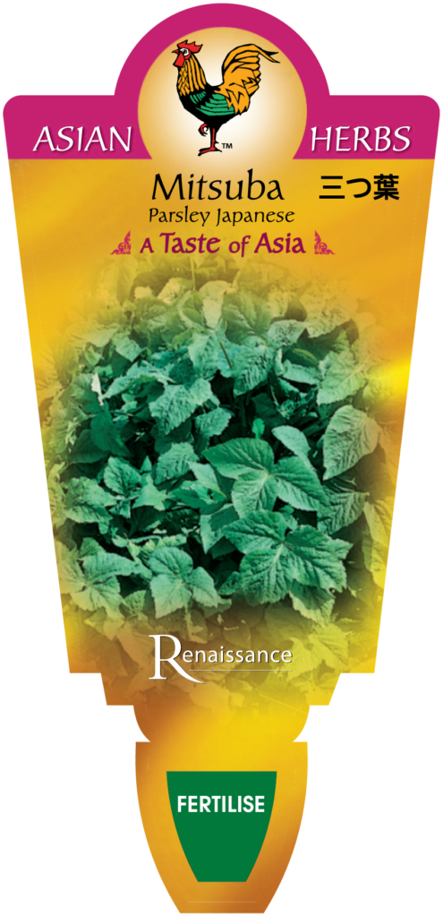 Mitsuba Parsley Japanese – Renaissance Herbs