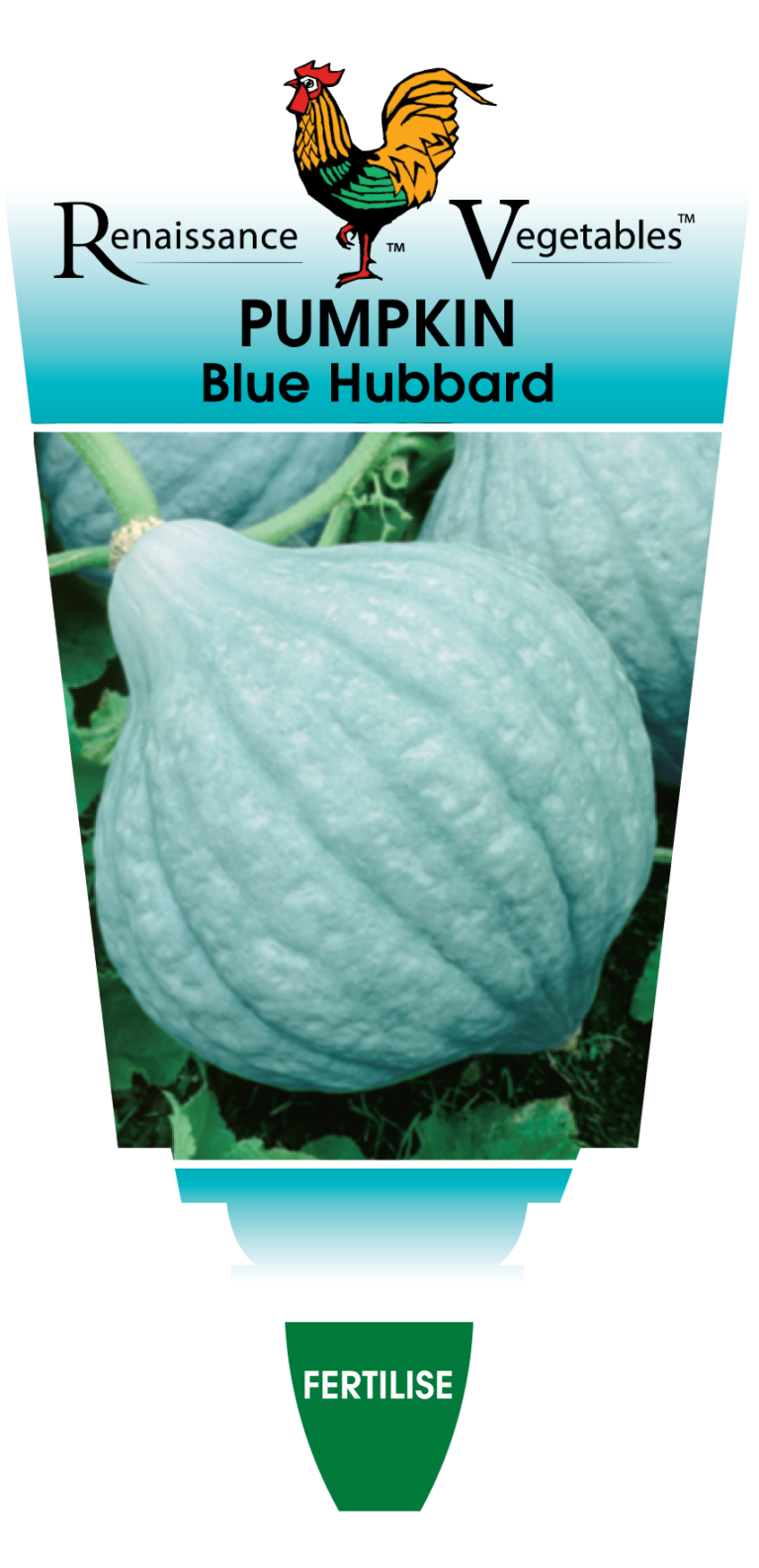 Pumpkin Blue Hubbard – Renaissance Herbs