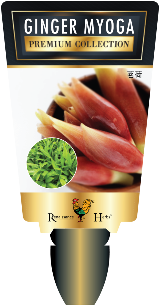 Ginger Myoga (Japanese) – Renaissance Herbs