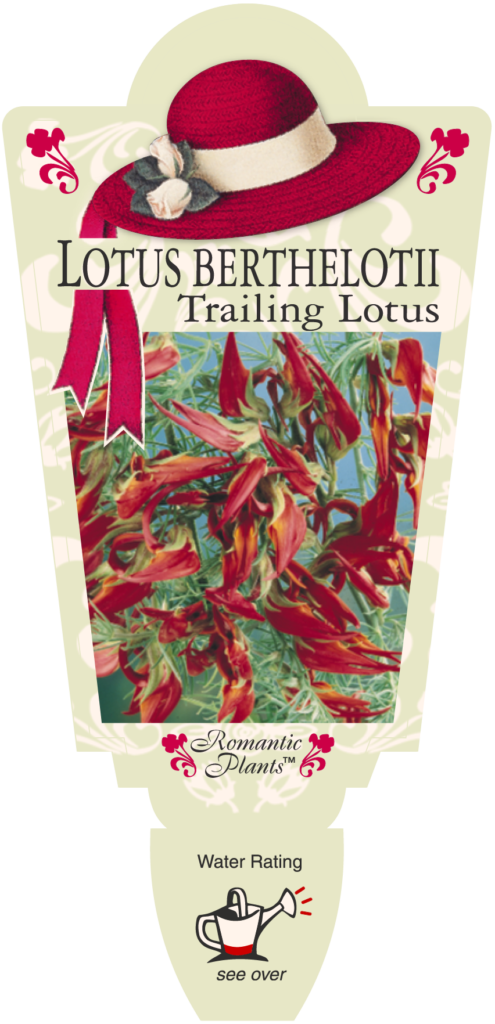 Lotus Berthelotii Trailing Lotus – Renaissance Herbs