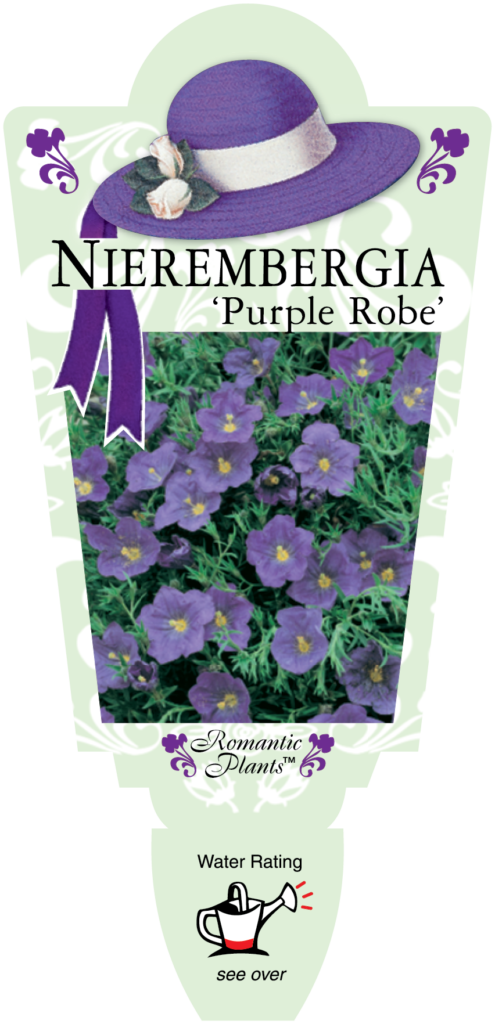 Nierembergia Purple Robe – Renaissance Herbs