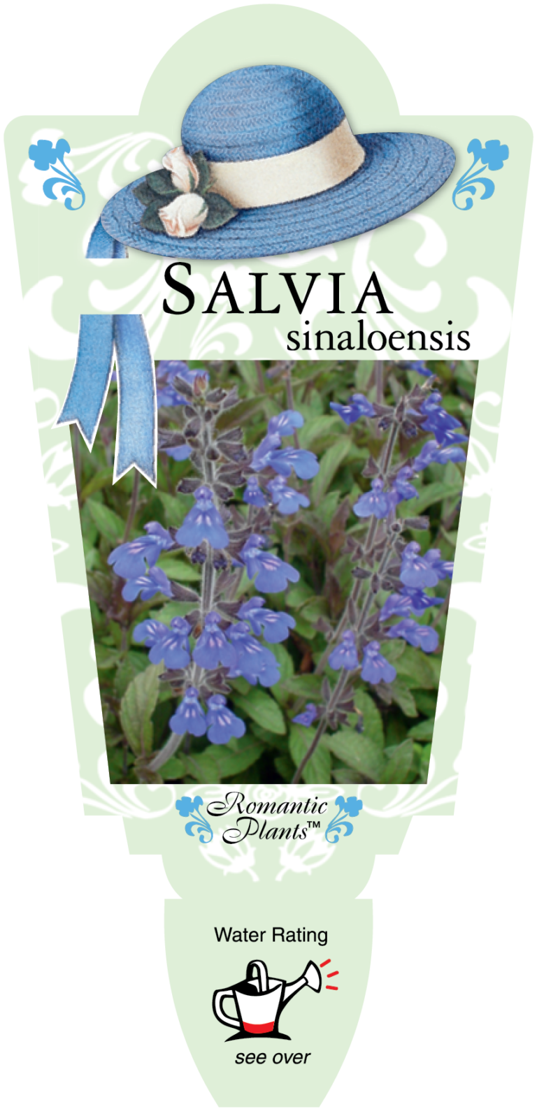 Salvia Sinaloensis – Renaissance Herbs