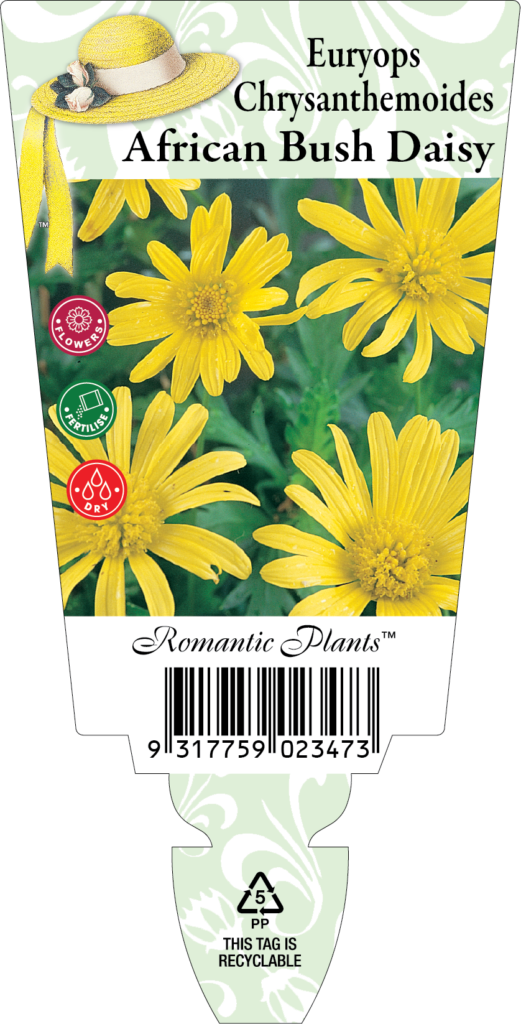Euryops Chrysanthemoides African Bush Daisy – Renaissance Herbs