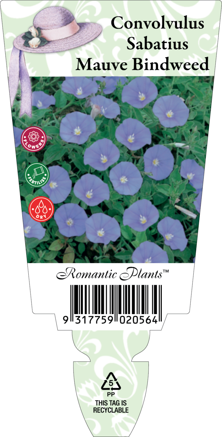 Convolvulus sabatius – Renaissance Herbs
