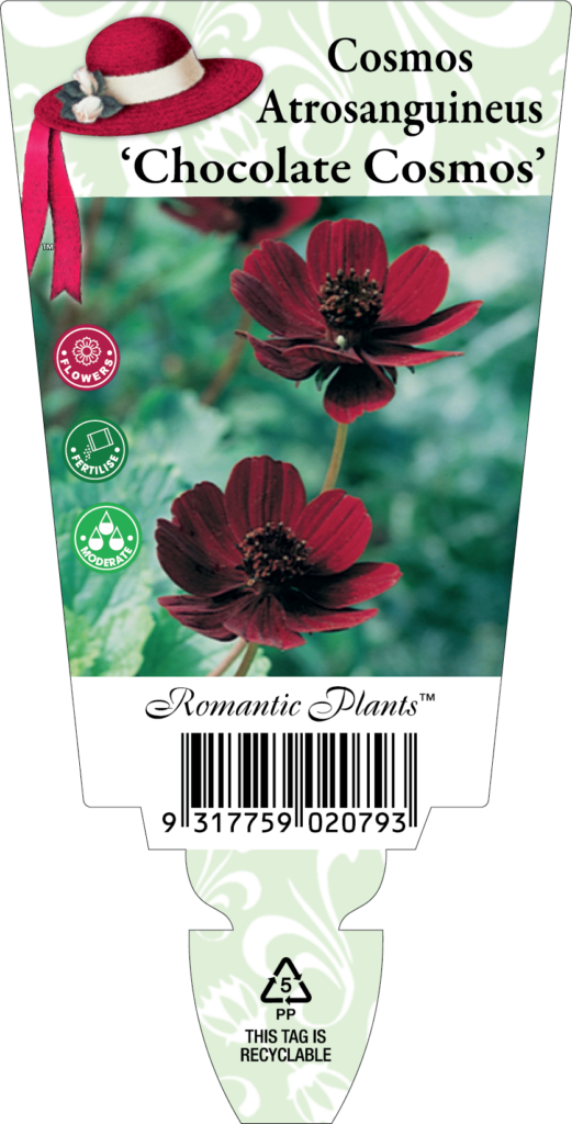 Cosmos Atrosanguineus Chocolate Cosmos – Renaissance Herbs