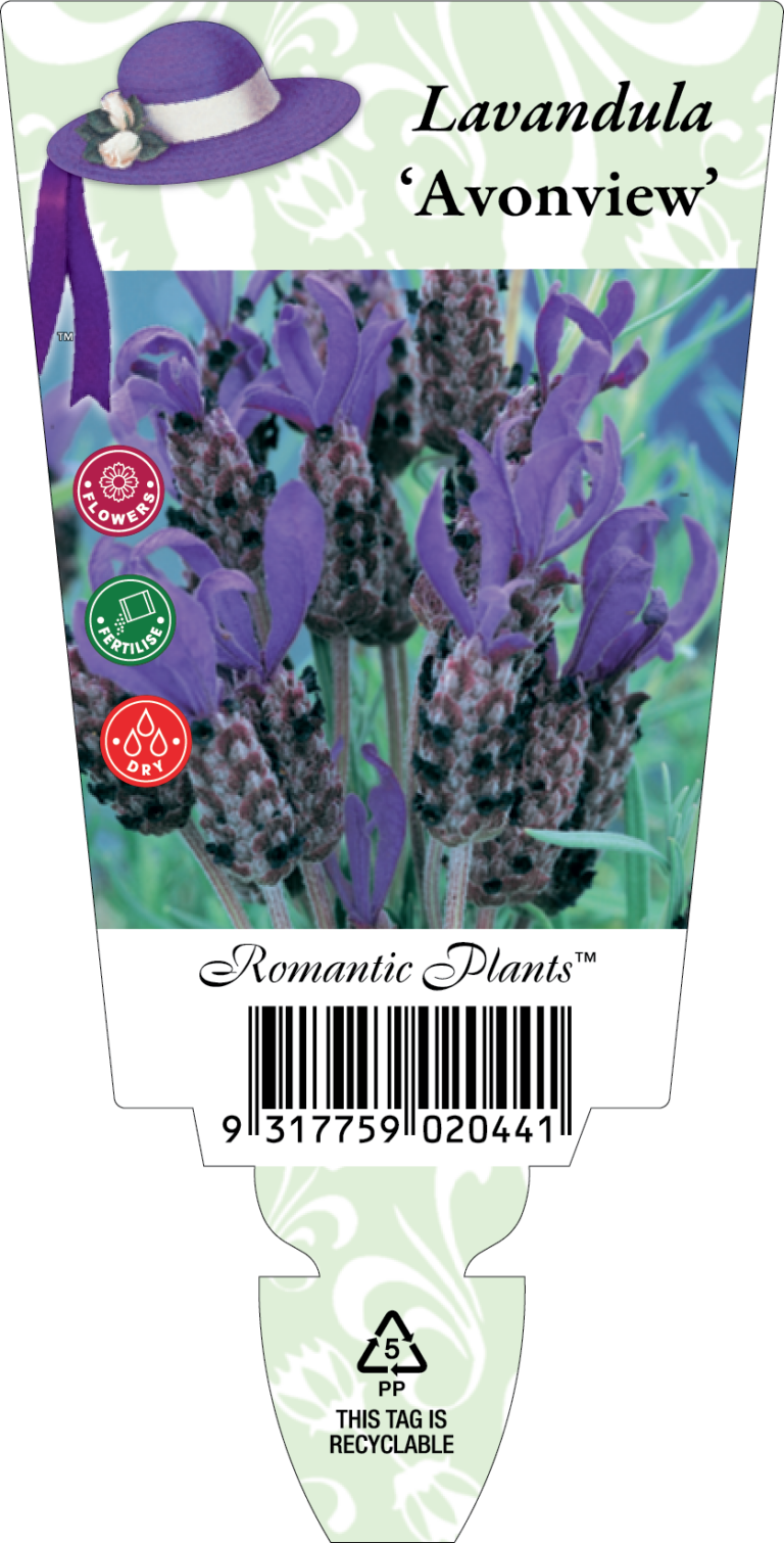 Lavandula Avonview – Renaissance Herbs