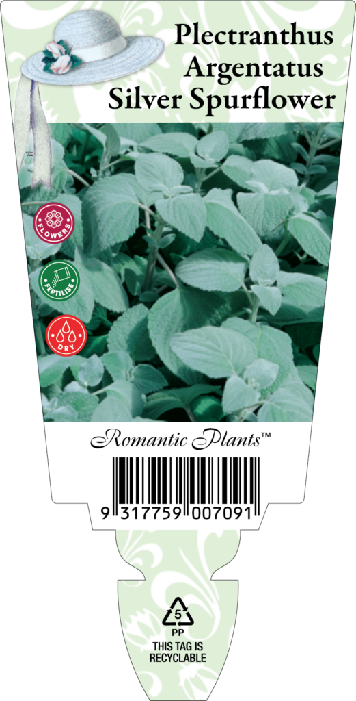 Plectranthus Argentatus Silver Spurflower – Renaissance Herbs