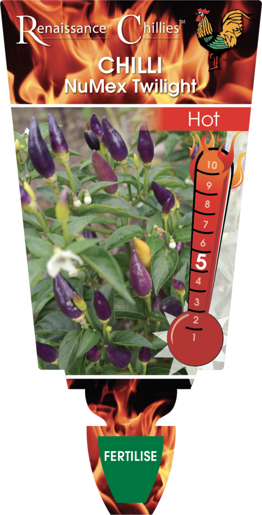 Chilli NuMex Twilight – Renaissance Herbs
