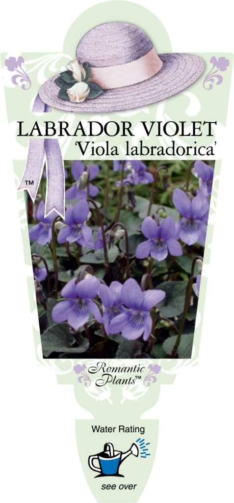 Labrador Violet Labradorica – Renaissance Herbs