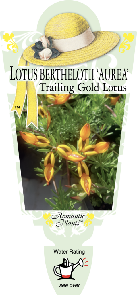 Lotus Berthelottii Aurea Trailing Gold Lotus – Renaissance Herbs
